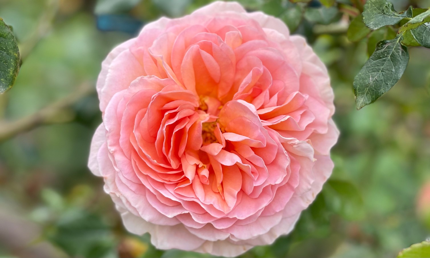 נתנאלה – קהילה, יצירה ומוזה